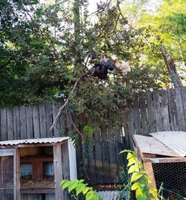 Chicken Tree - View from the Front Porch